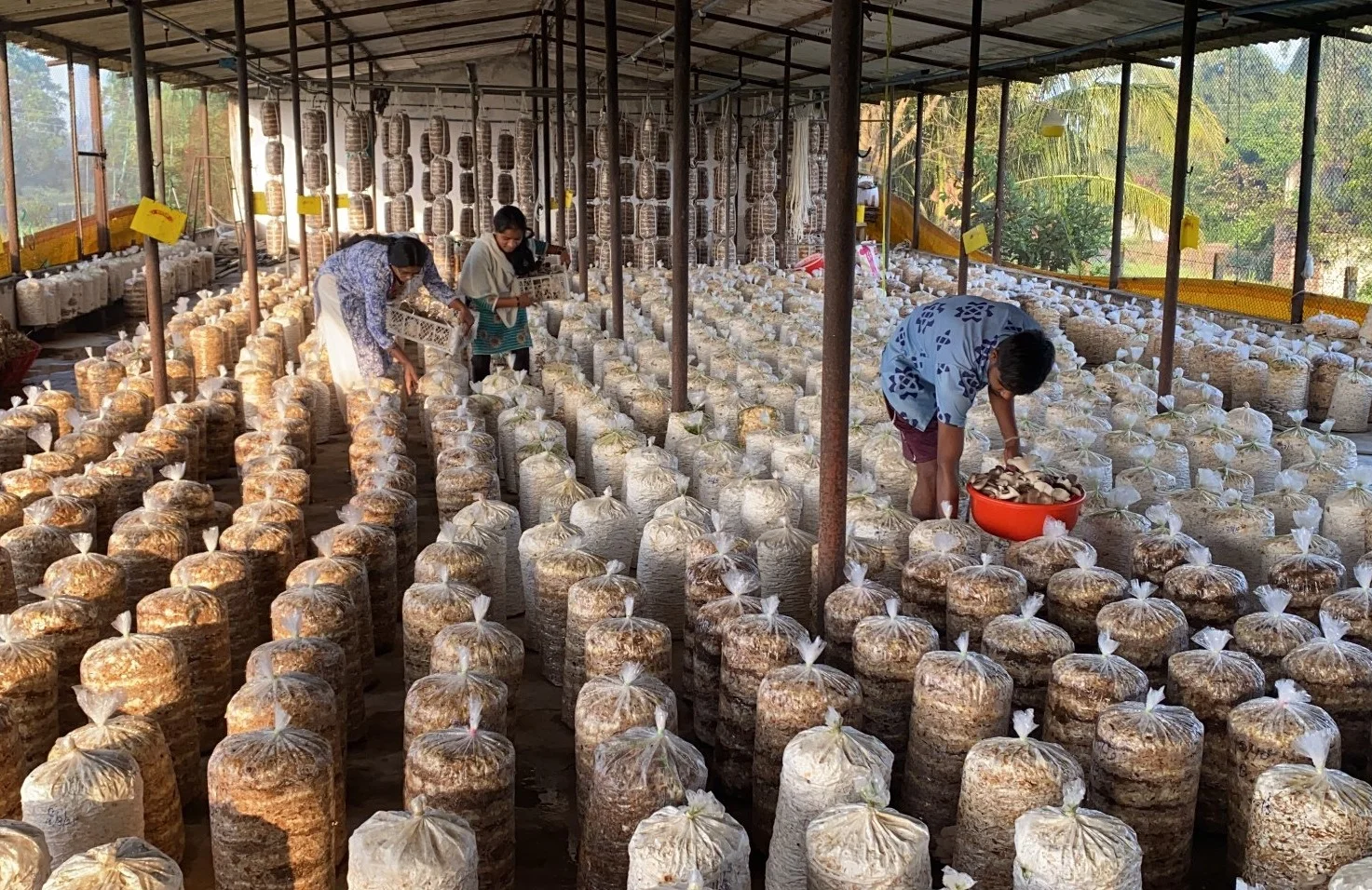 Paavai Mushroom Farm