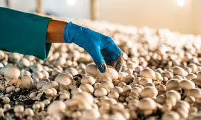 Paavai Mushroom Farm