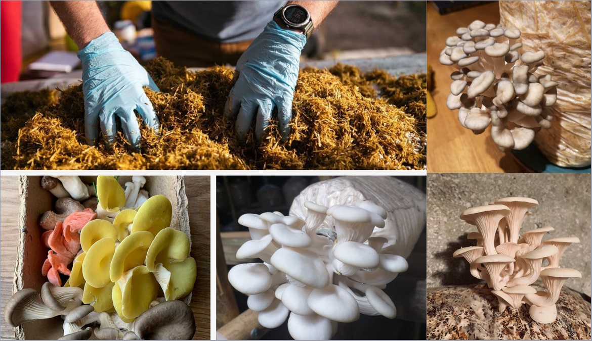 Paavai Mushroom Farm